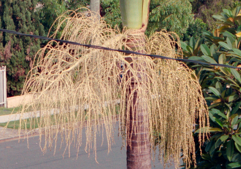 in my view ...: Bessa I with Colour Skopa lens