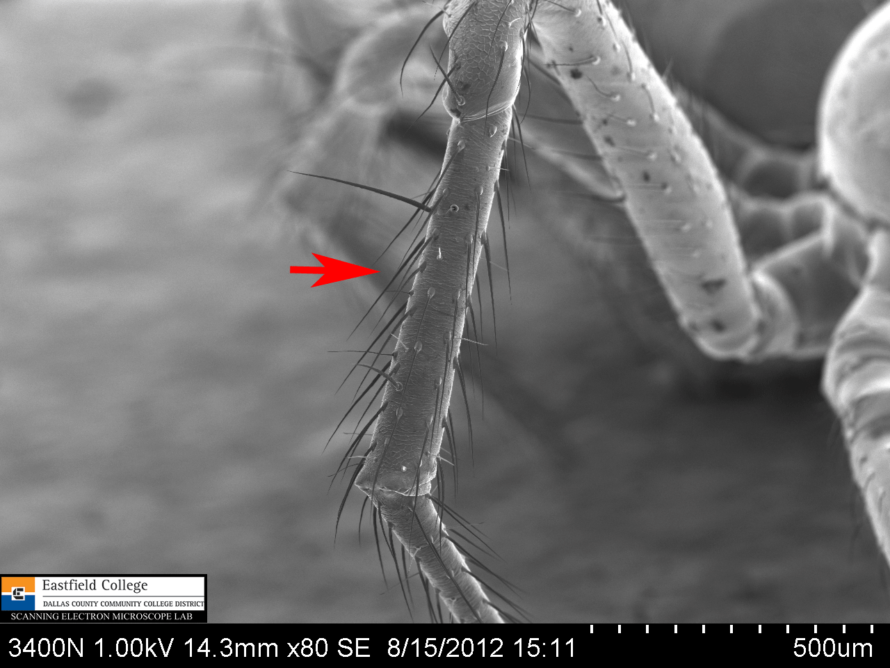Scanning Electron Microscope Blog: Itsy Bitsy Spider - The Scanning ...