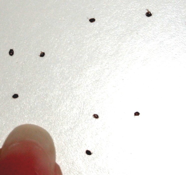 Cat Flea Flea Eggs On Cat