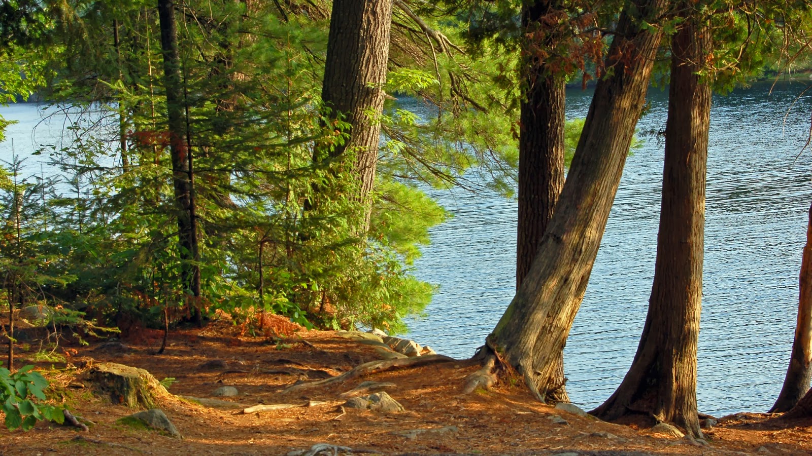 Inspirements: Wonderful and Amazing Natural Senries