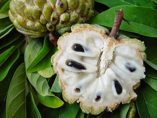 Les bienfaits de la La Pomme Cannelle | HabarizaComores.com | Toute l ...