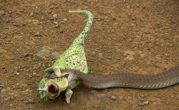 Dangerous snakes: 27 Pictures of a Snake Attack