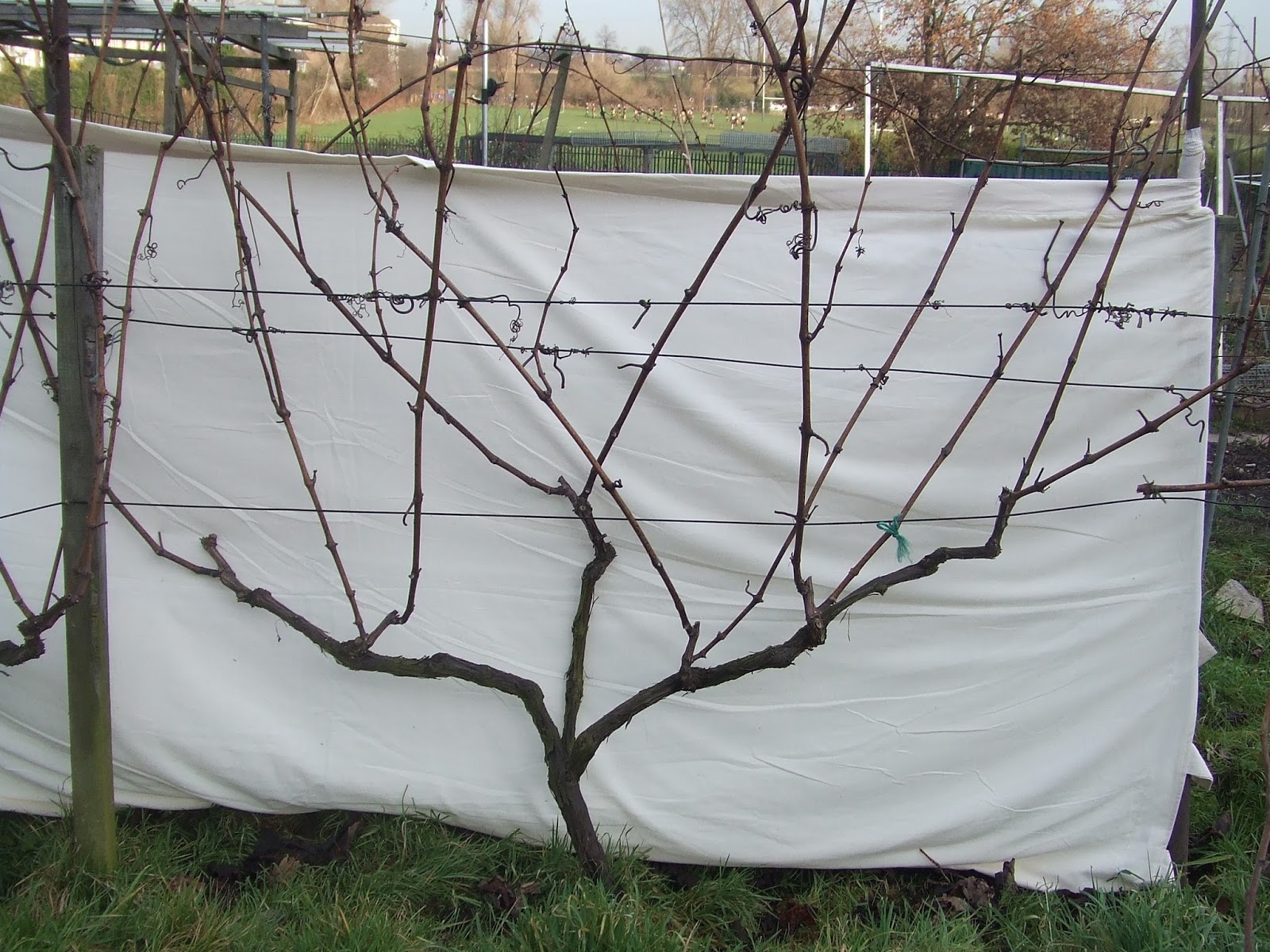 HOW TO OVERWINTER GRAPEVINES |The Garden of Eaden