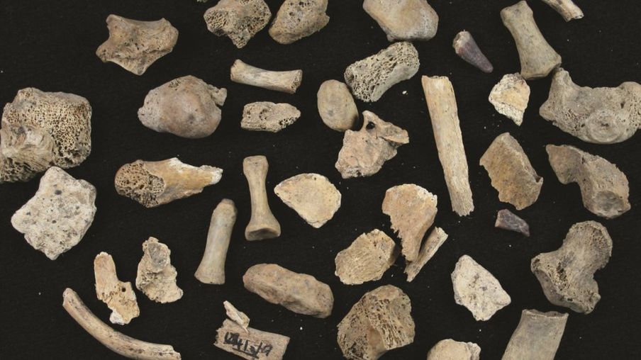 Scottish Islands Explorer: Taphonomy