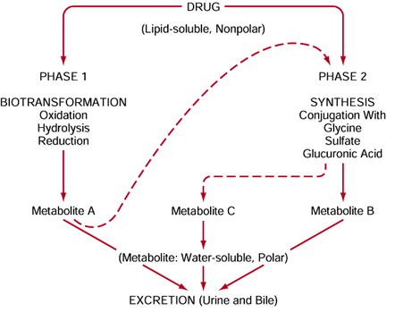 pharmacology بالعربى: Drug Metabolism