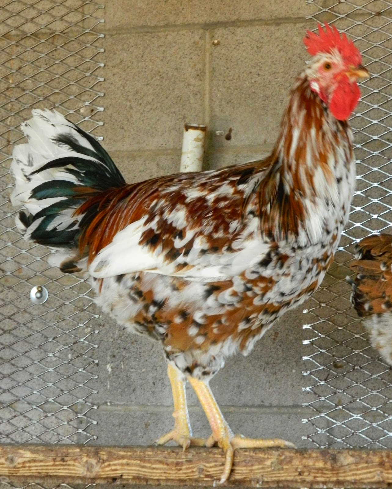 Aloha Chickens: Turken Alohas!