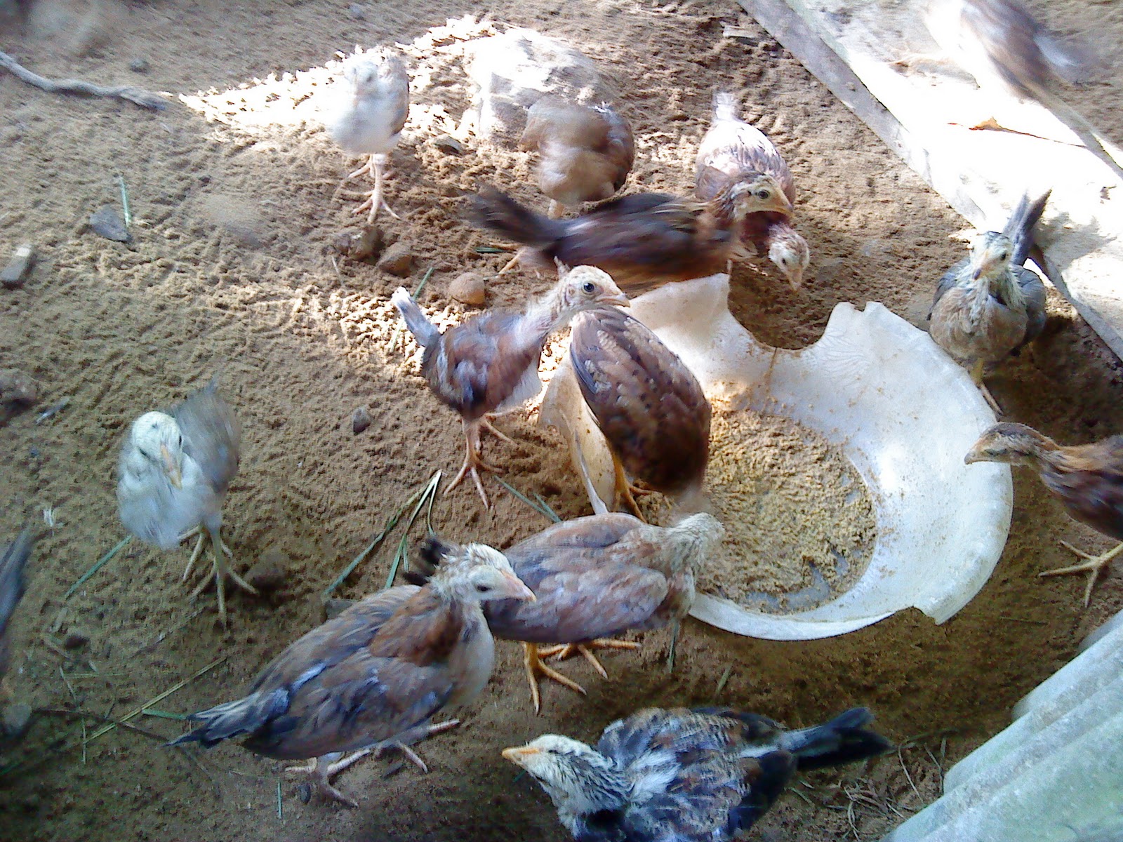 Wb8b@Cirj GameFarm: Breeding and Ranging to Keep Them Healthy.