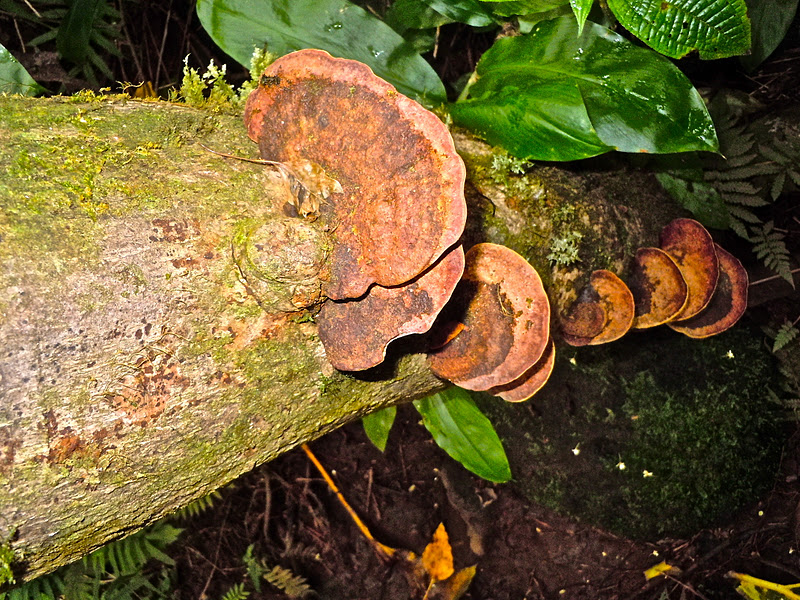 Carpe Diem live Consciously. Seize the Day!