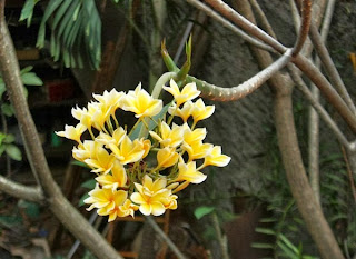 POHON KAMBOJA BALI | KAMBOJA KUNING | TUKANG TAMAN | TUKANG TANAMAN ...