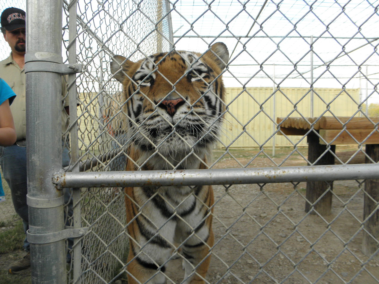 The Farm On Holly's Hill: The White Tiger Discovery