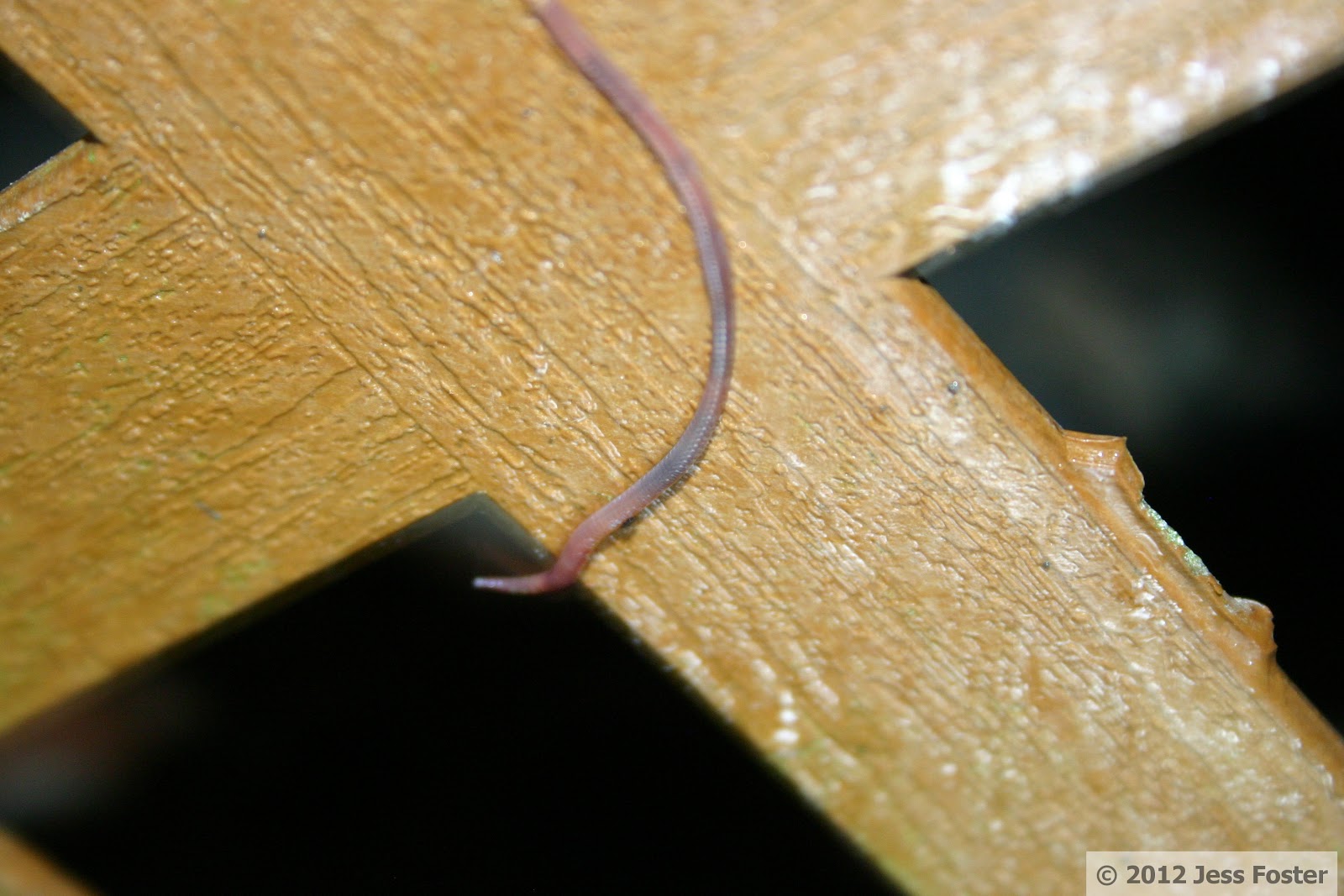 Sluggin' Along: Climbing Worms