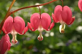 May Flowers, Flowers in Season May, Plants Flowering in May