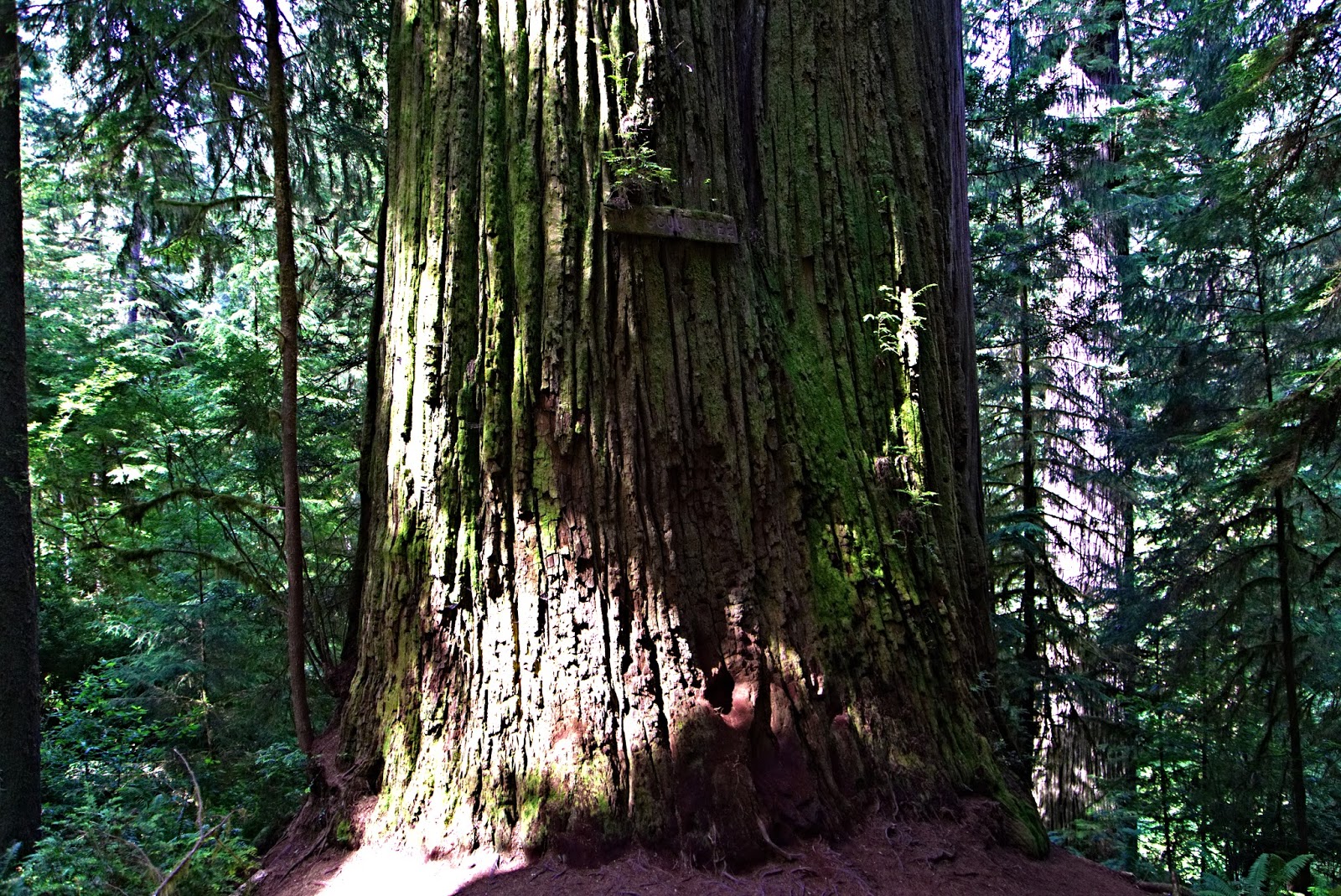 Boy Scout Tree Trail - SesameTravel