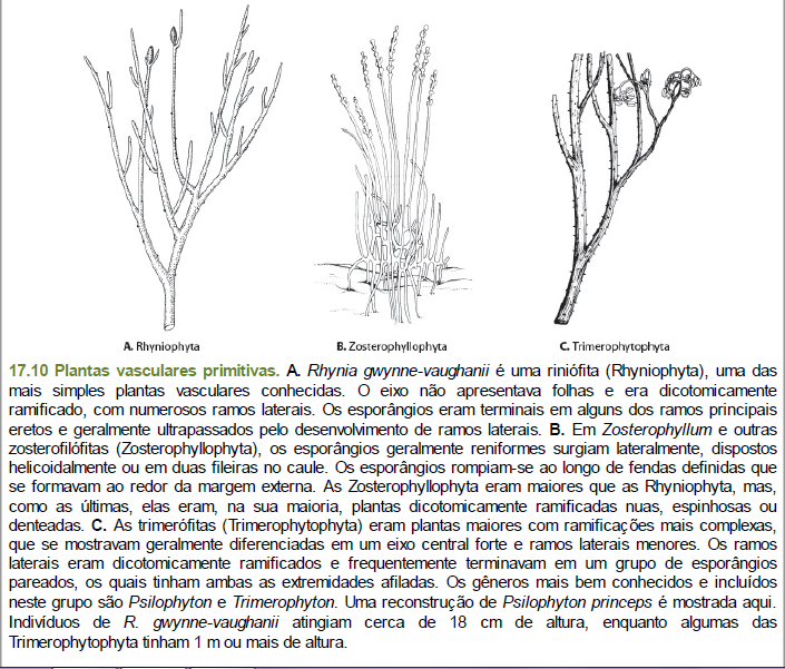 PTHERIDÓFITAS: Filo Trimerophytophyta