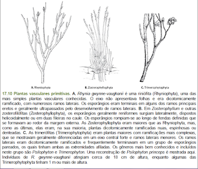 PTHERIDÓFITAS: Filo Trimerophytophyta