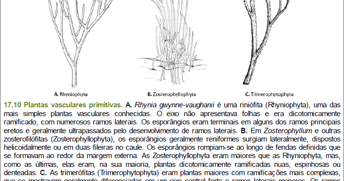 PTHERIDÓFITAS: Filo Trimerophytophyta