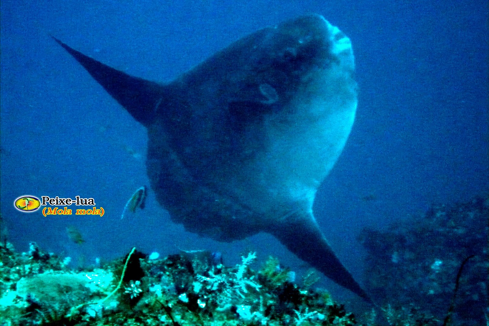 Peixe Lua Carne : Zoologia: Peixe-lua (Mola mola) : Juan luis ...