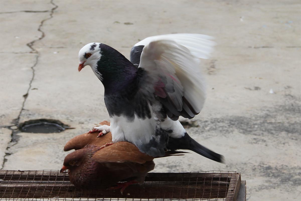 Pusat dan Gudangnya Informasi yang Bermanfaat: Beberapa Gambar Burung ...