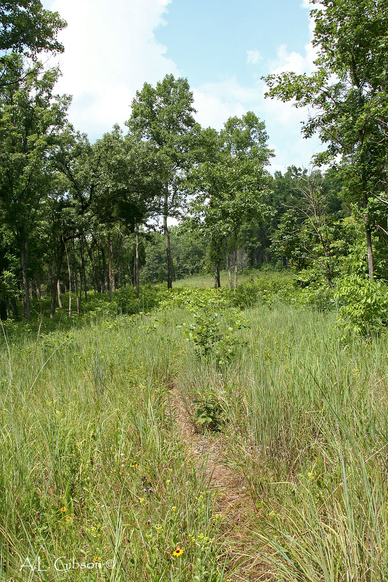 The Buckeye Botanist: Ode to Ohio's Prairies: Bluegrass Region (Part I)
