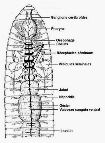 Vers Attitude. Ferme lombricole .: Les vers