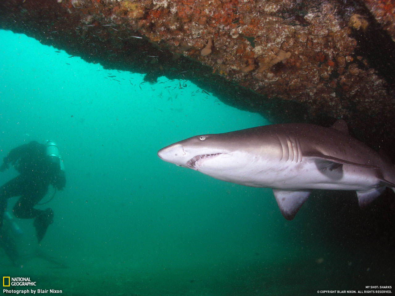 Desktop Wallpapers: Sharks Wallpapers by National Geographic