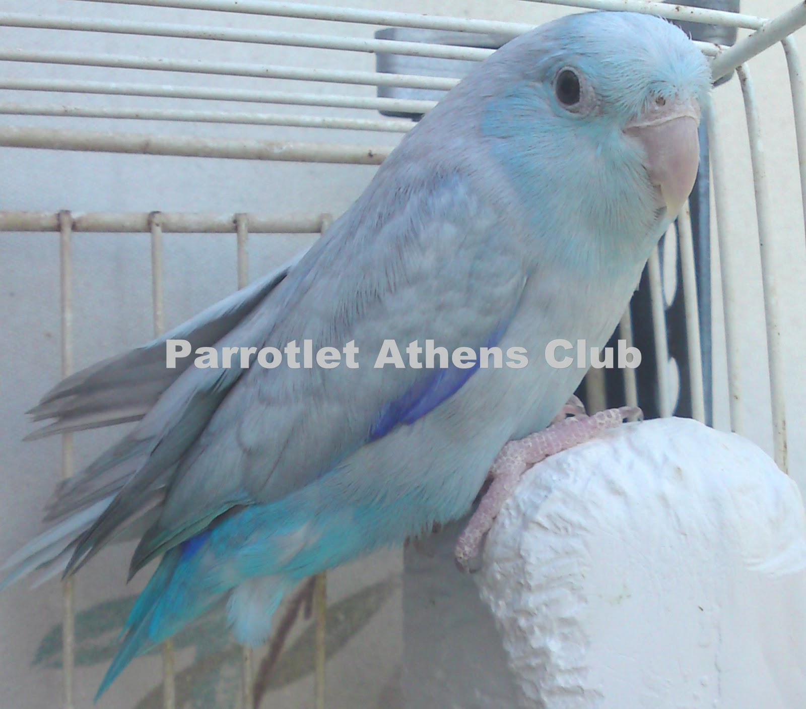 Parrotlet Athens Club: Parrotlet - Breeders Athens Greece