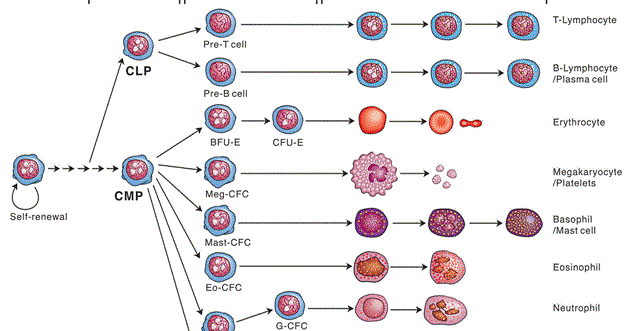 Hematopoiesis ~ Laboratorium Analysis