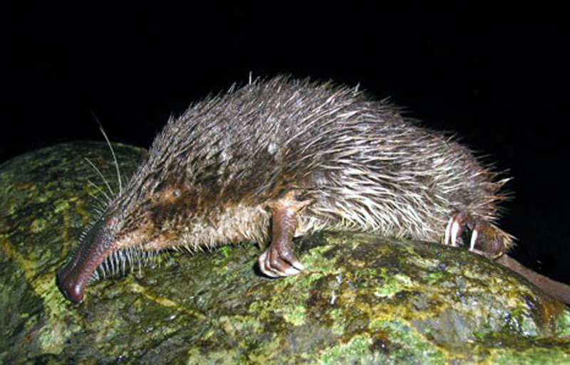 Desmán de los Pirineos