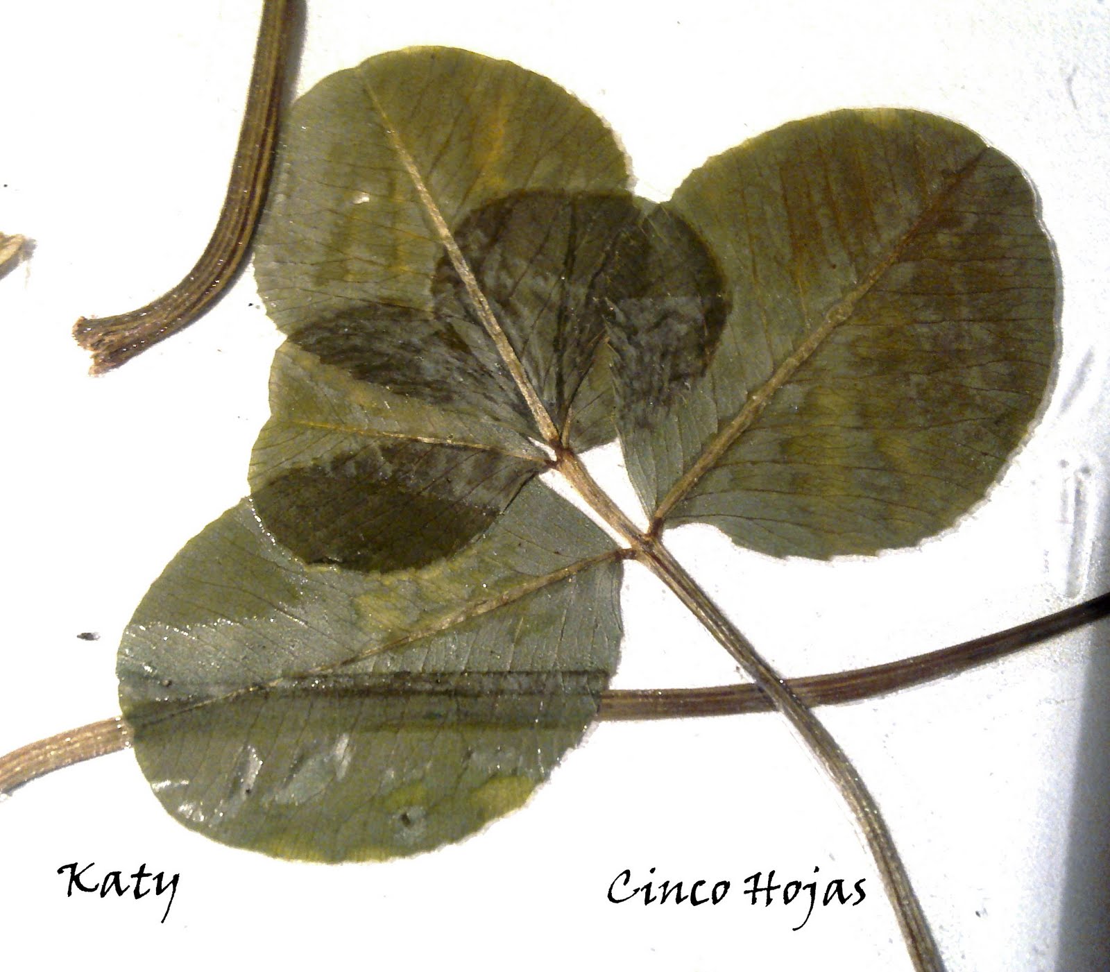 Tocando otros palillos: El trébol de 4 hojas ¿Suerte?