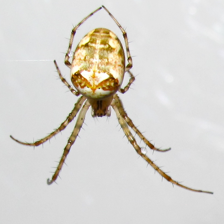 Bugblog The Curious Autumn Spider Mating Tactics