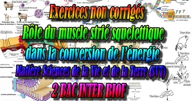 Exercices non corrigés Rôle du muscle strié squelettique dans la conversion de l’énergie 2 bac ...
