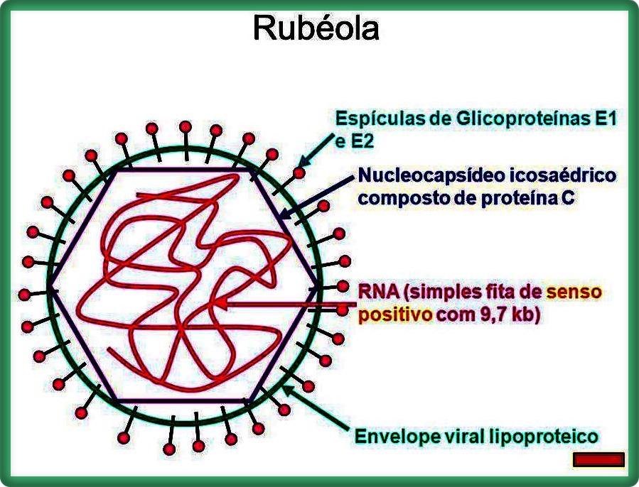 FARMÁCIA BRASILEIRA: VIROSES - RUBÉOLA