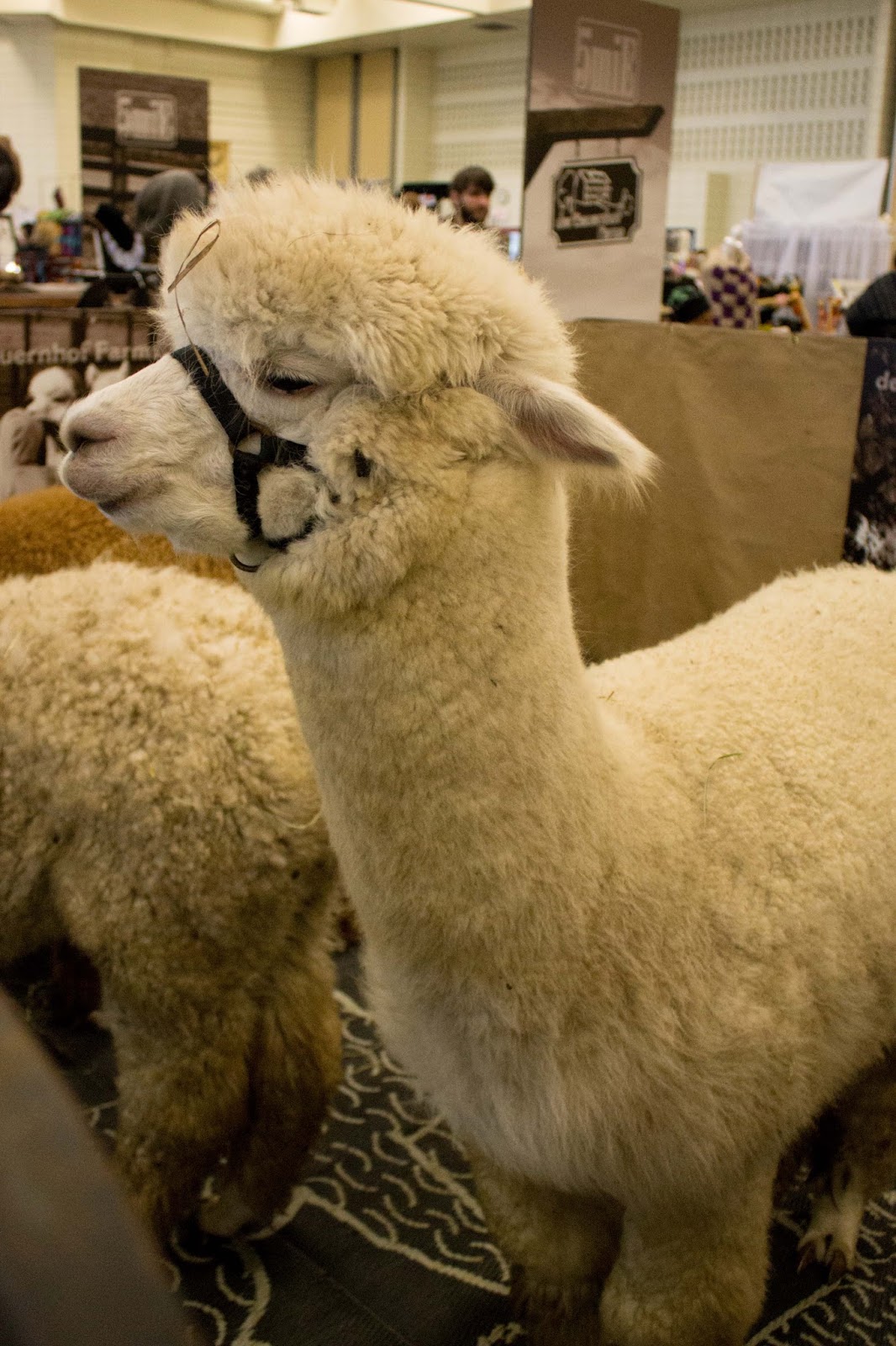 Midwestern City Girl: Wooly Fun: 3rd Annual Alpaca & Fiber Fest