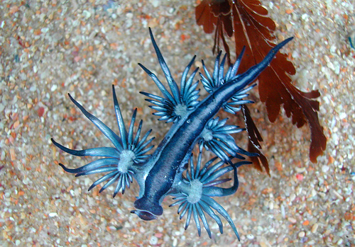PetsJubilee: Blue Sea Slugs