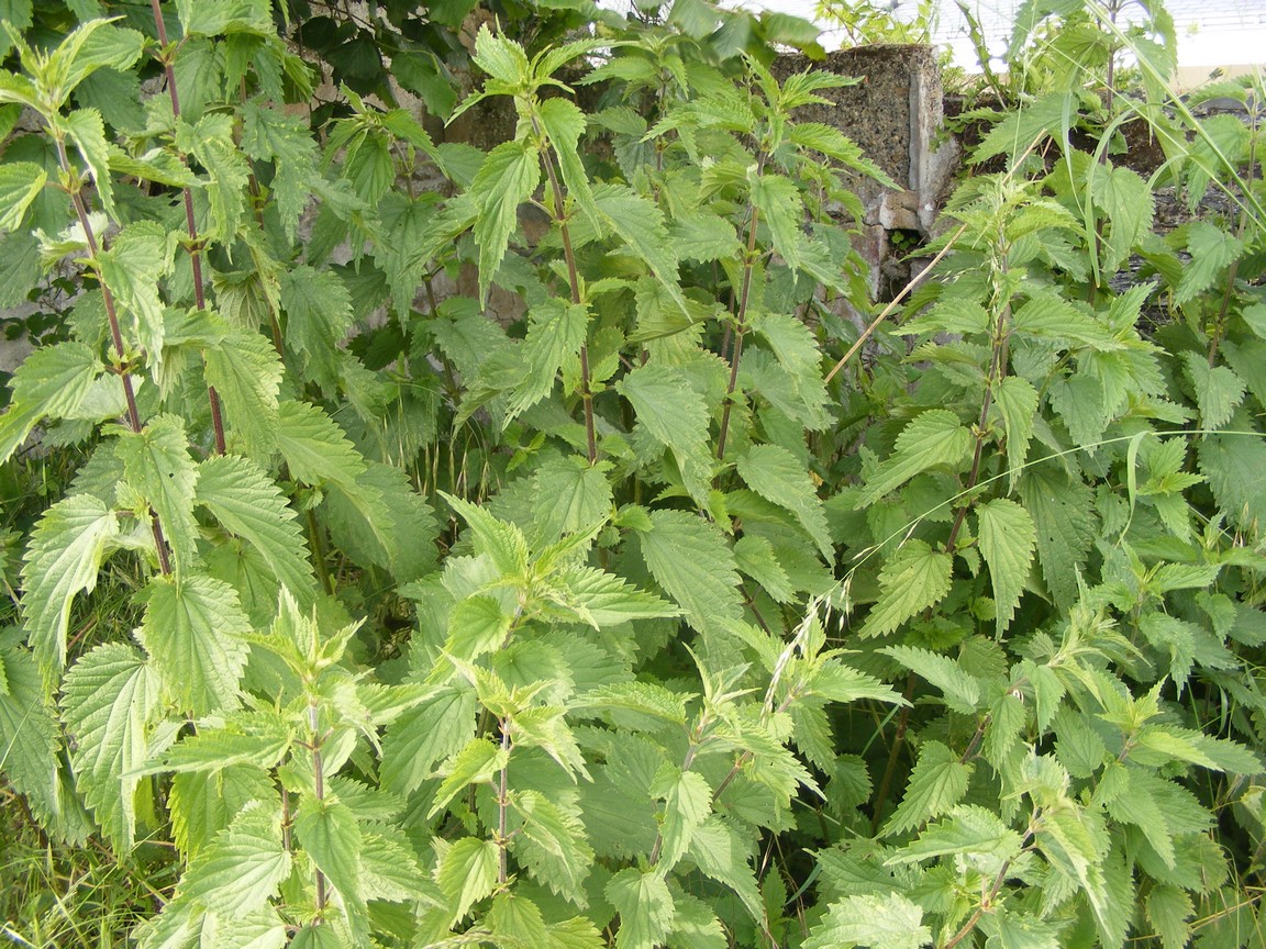 Les rêveries d'Hildegarde: La grande ortie