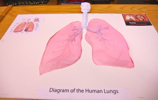 WAE School of the Medical Arts: 5th Grade Organ Projects