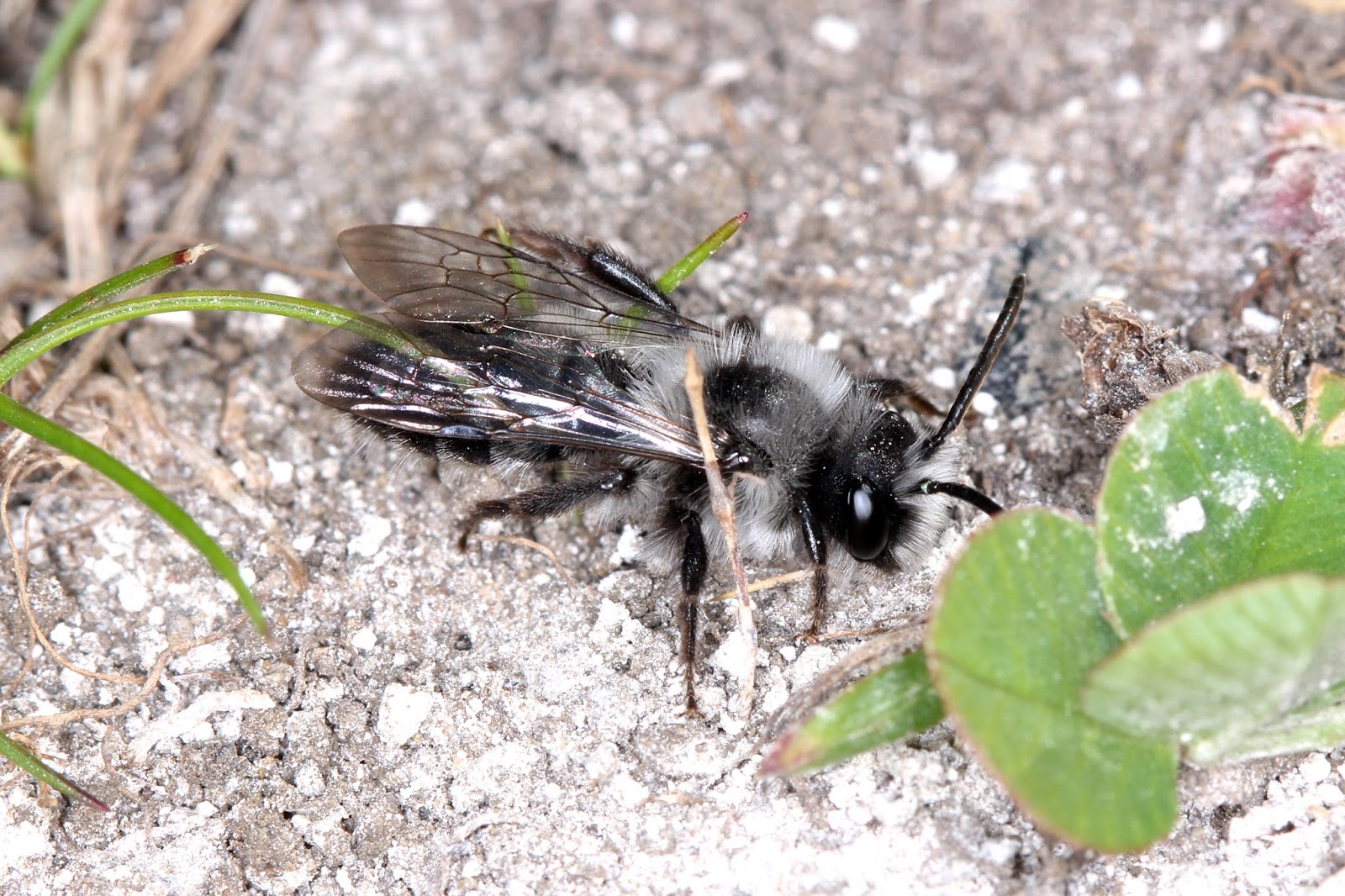 TrogTrogBlog: Bee of the week - Ashy mining bee