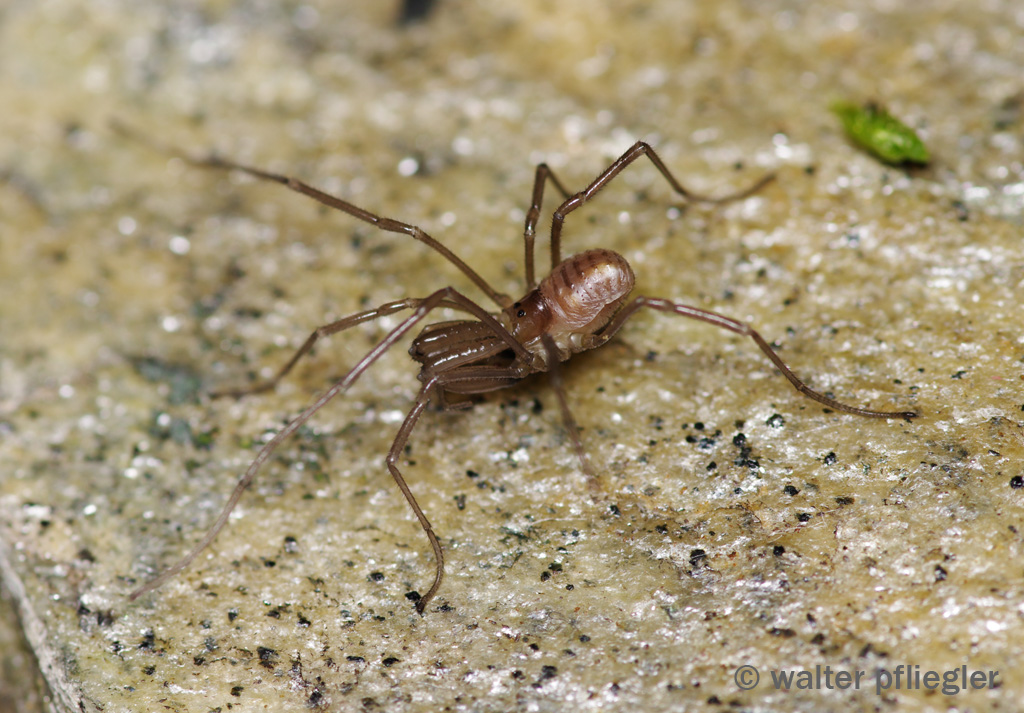 Nature photos from an Amateur Naturalist: Peaks of the High Tauern ...