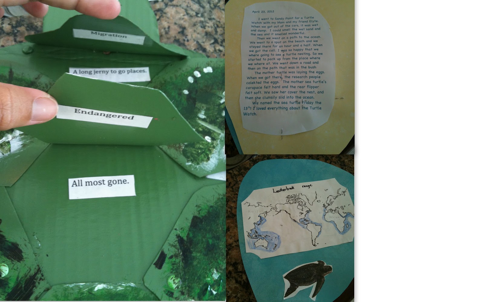 Life from the Left Lane: The Sea Turtle Lapbook!