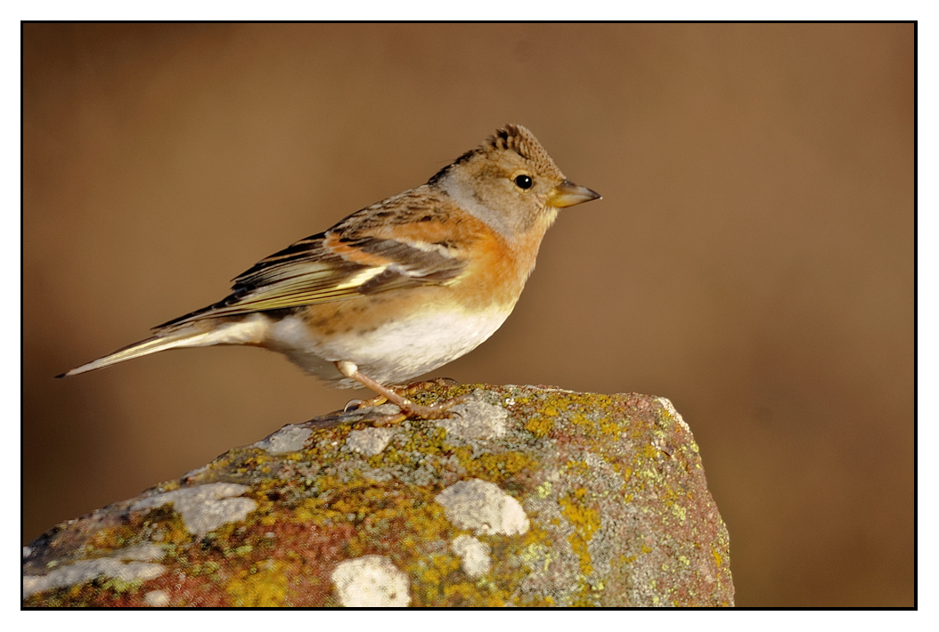 La naturaleza que nos rodea: Pinzón real macho hembra
