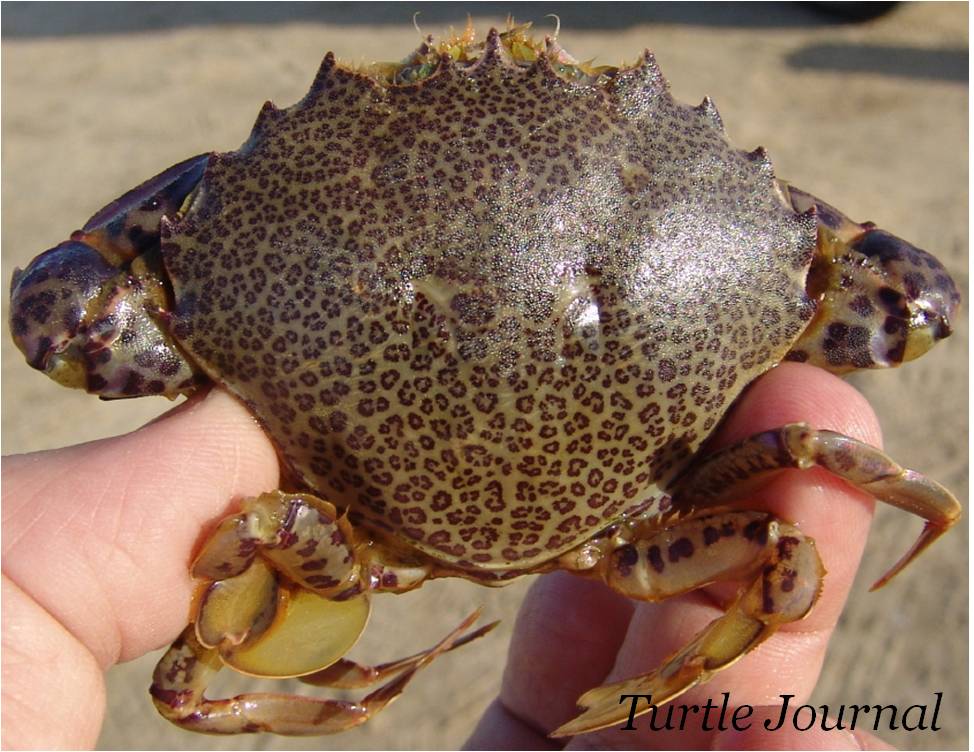 Snow Crab Love: Classy Lady... Crab