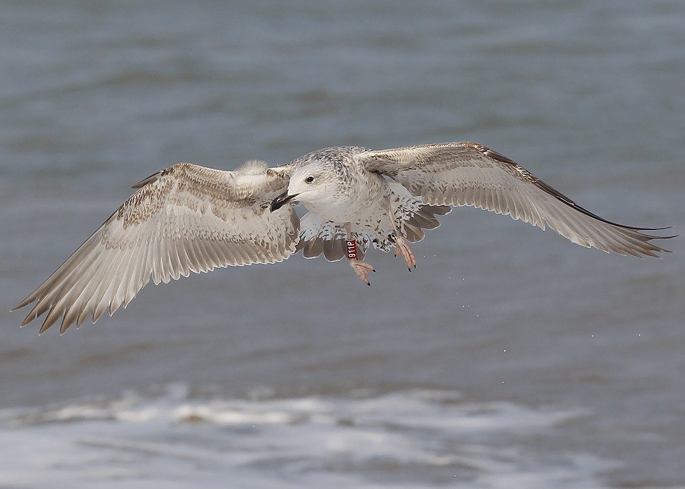 Richard Smith - Birdwatching Days Out: CASPIAN GULL, 1st winter, Red ...