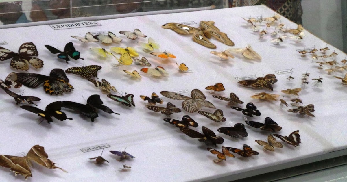 Mommylicious Indonesia: Museum Serangga IPB Bogor