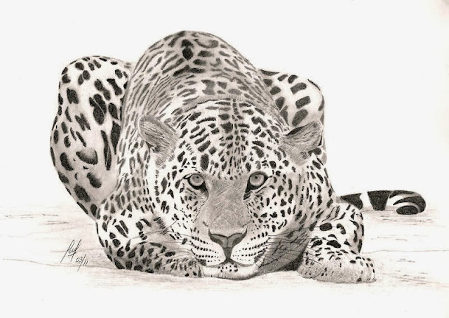 Realistic Animal Drawings: November 2013