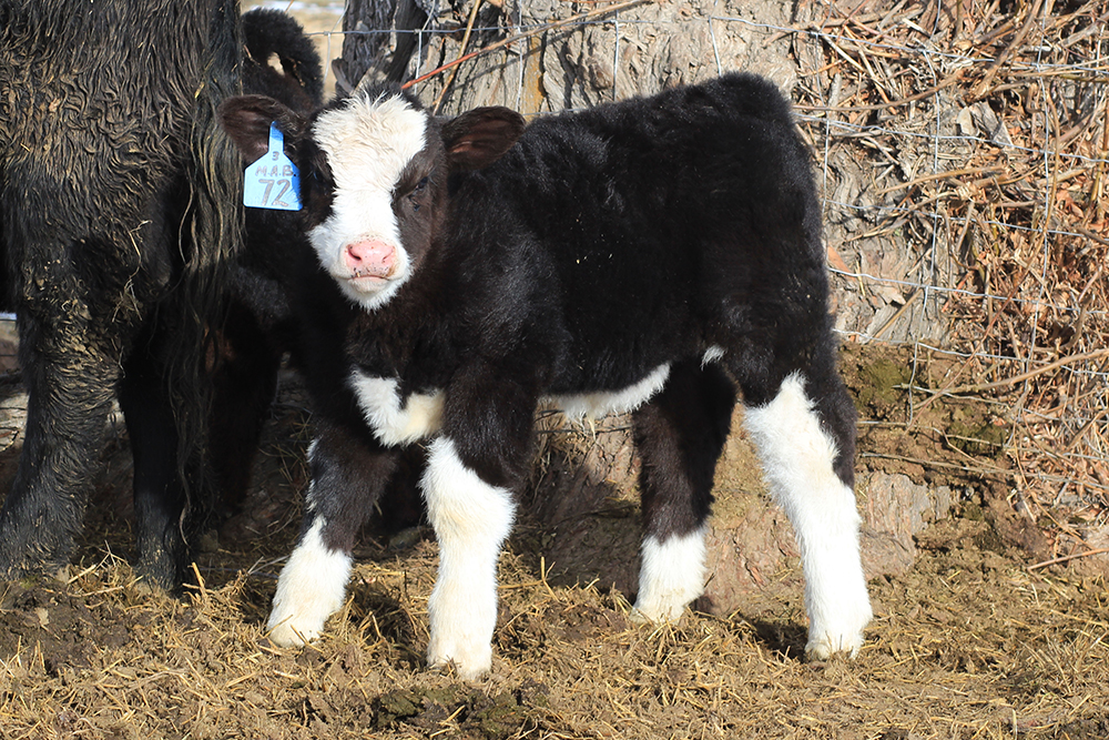 Bushman Cattle Company: February Calf Photos