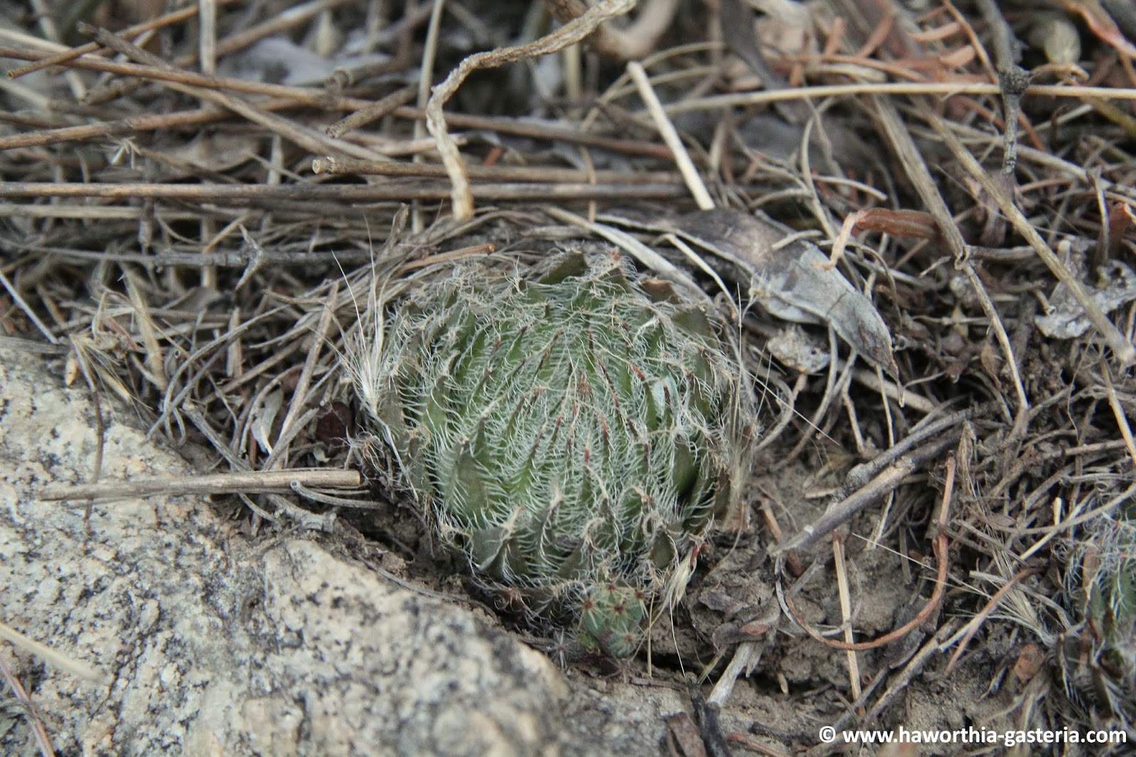 All you wanted to know about Haworthias, Gasterias and Astrolobas ...
