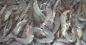 Mengenal Manfaat Udang Untuk Dijadikan Sebagai Umpan Saat Memancing ...