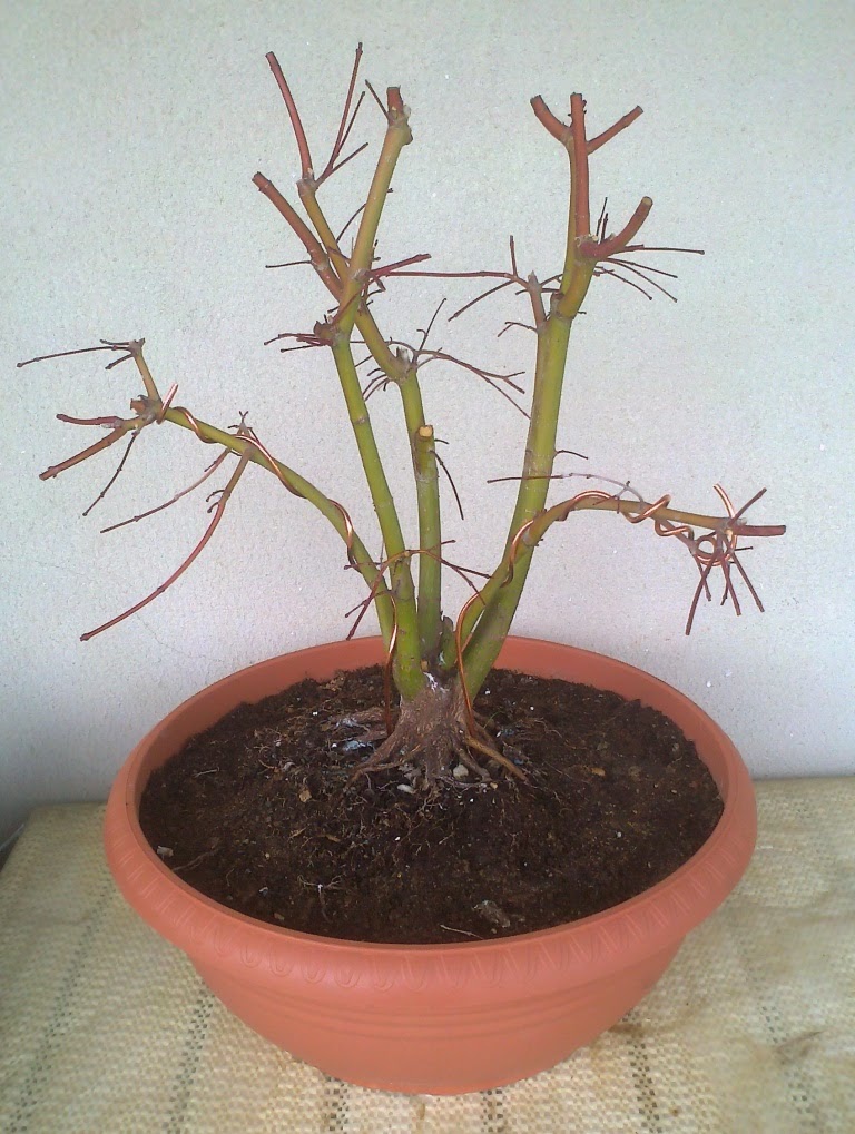 Μπονσάι Bonsai 盆栽 : Ιαπωνικός σφένδαμος (Σφένδαμνος η παλαμόφυλλος ...