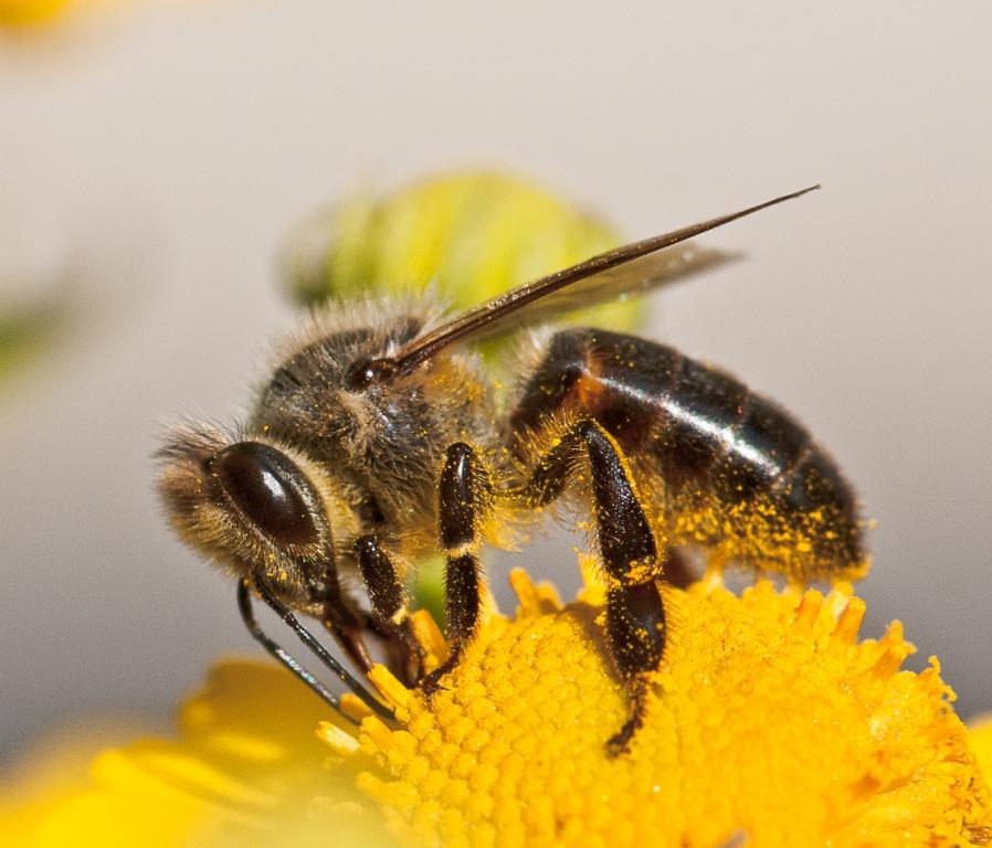 Bee Cute Wallpapers 4