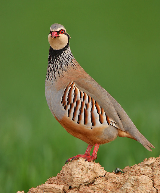 ASSOCIAÇÃO DE CAÇADORES DO CONCELHO DE MAÇÃO: AS PERDIZES